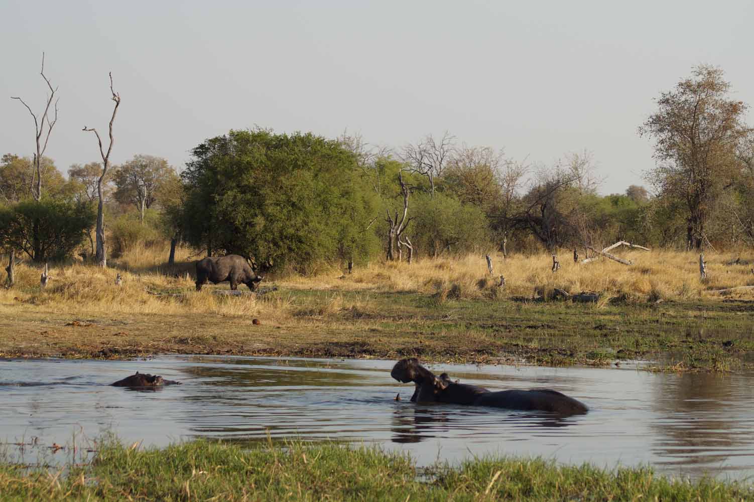 Safari Paradies Okavango Delta - die besten Tipps